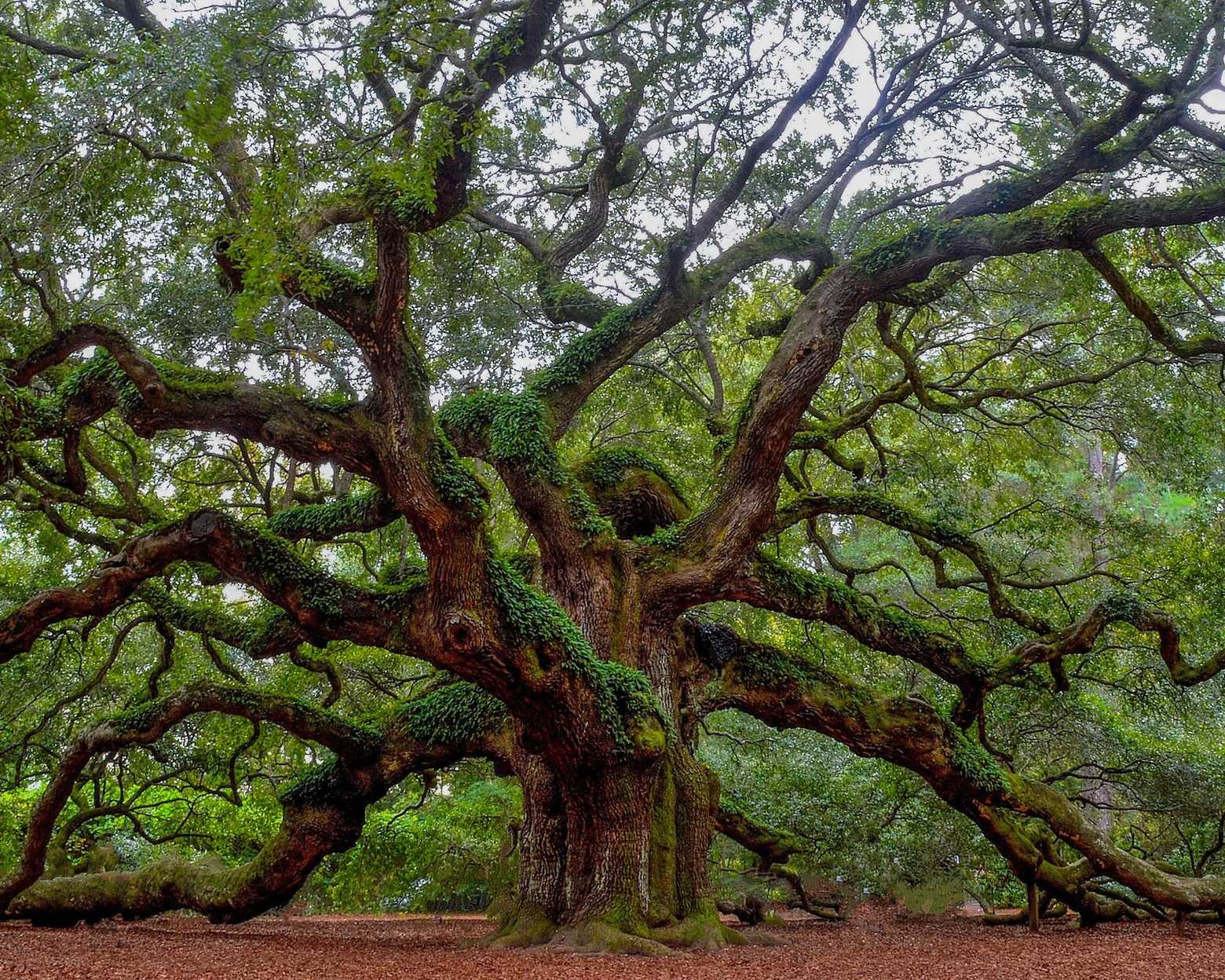 Lessons from the Oak Tree - Ethereum Classic